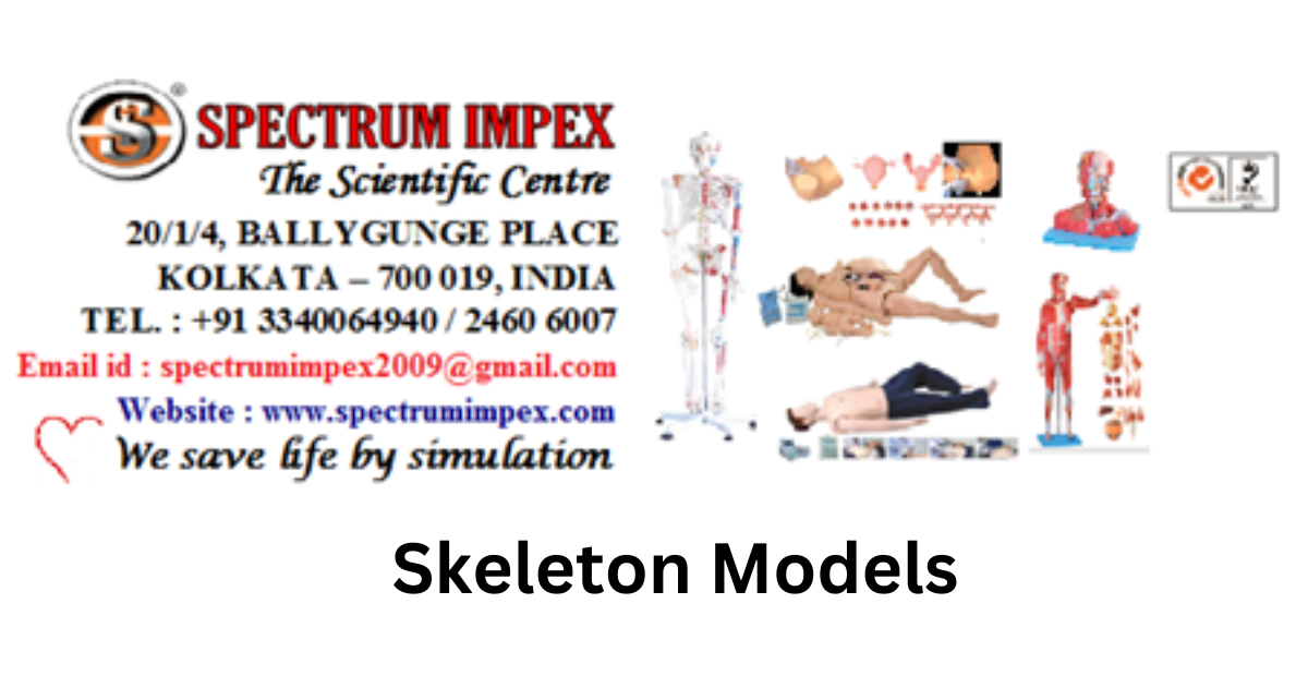 Squelette Anatomique 3B Scientific Sam - Life Size Flexible Anatomy ...